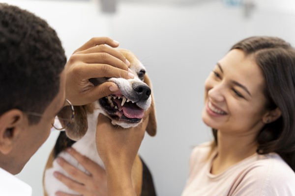 Dog Care: Essential Tips for a Happy Pet